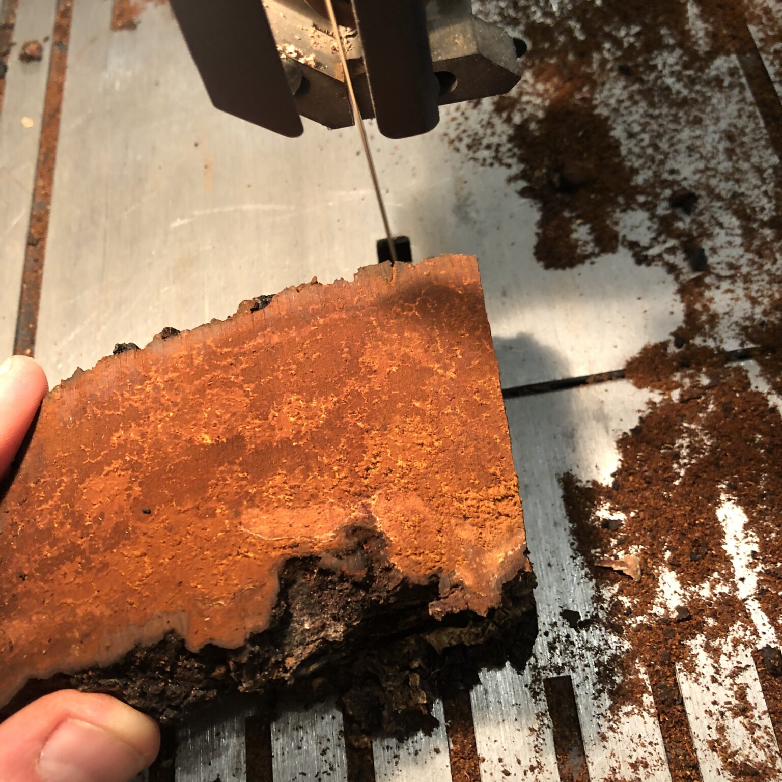 How to Find and Harvest Chaga Mushroom | PermacultureFX